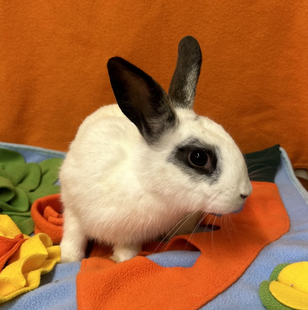 Adoptable bunnies at Rabbit Rescue Shelter