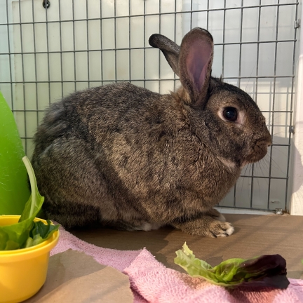 Adoptable bunnies at Rabbit Rescue Shelter