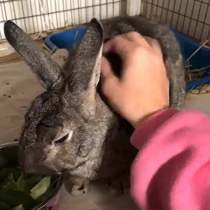 Adoptable bunnies at Rabbit Rescue Shelter