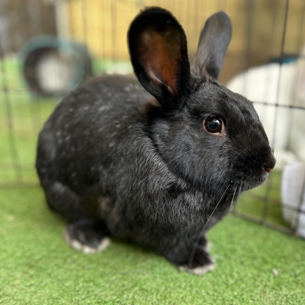 Adoptable bunnies at Rabbit Rescue Shelter