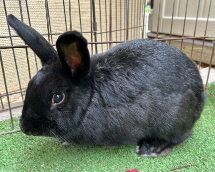 Adoptable bunnies at Rabbit Rescue Shelter