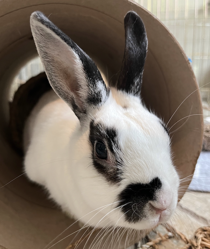 Adoptable bunnies at Rabbit Rescue Shelter
