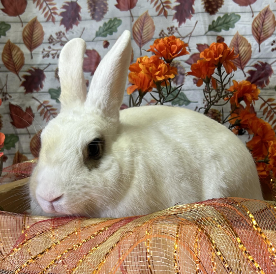 Adoptable bunnies at Rabbit Rescue Shelter