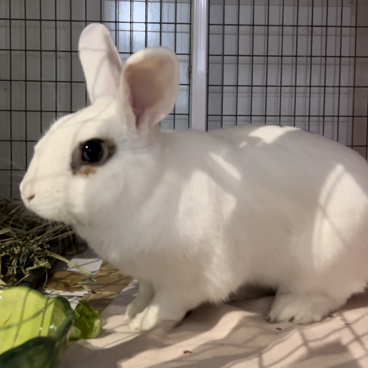 Adoptable bunnies at Rabbit Rescue Shelter