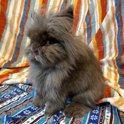 Adoptable bunnies at Rabbit Rescue Shelter