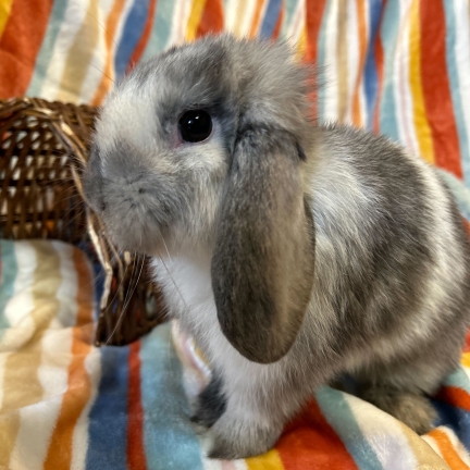 Adoptable bunnies at Rabbit Rescue Shelter