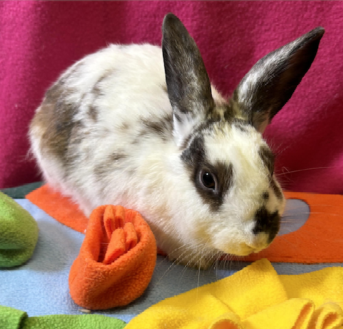 Adoptable bunnies at Rabbit Rescue Shelter