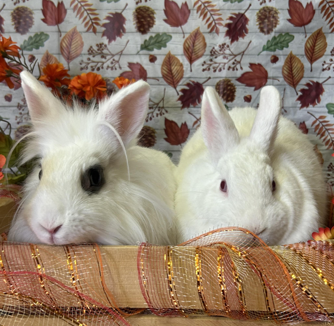 Adoptable bunnies at Rabbit Rescue Shelter