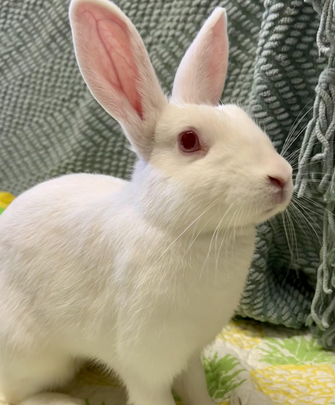 Adoptable bunnies at Rabbit Rescue Shelter
