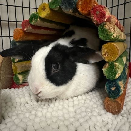 Recent adoptions from Rabbit Rescue Shelter