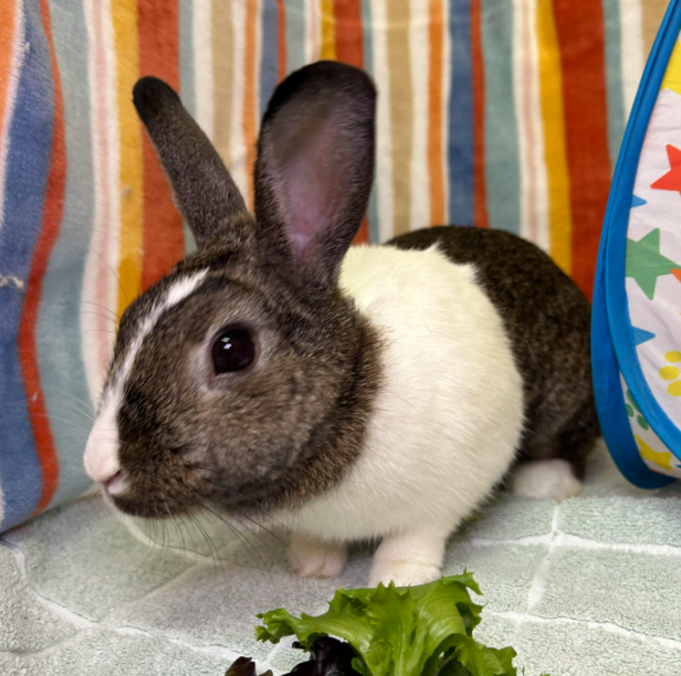 Adoptable bunnies at Rabbit Rescue Shelter