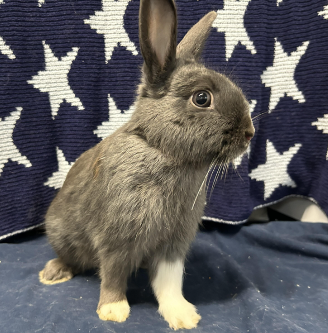 Adoptable bunnies at Rabbit Rescue Shelter
