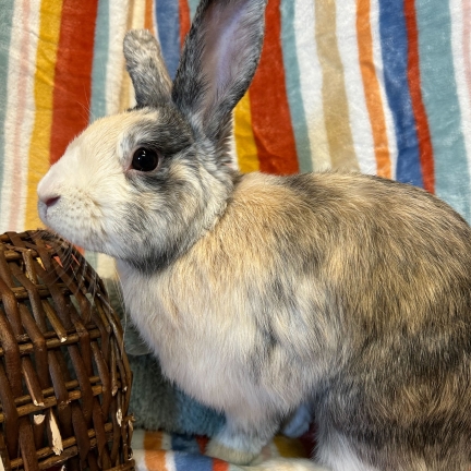 Adoptable bunnies at Rabbit Rescue Shelter