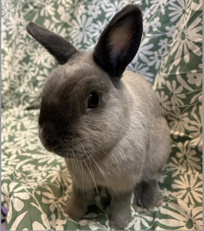 Adoptable bunnies at Rabbit Rescue Shelter