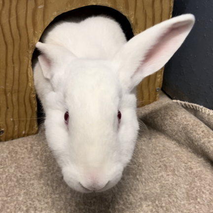 Adoptable bunnies at Rabbit Rescue Shelter