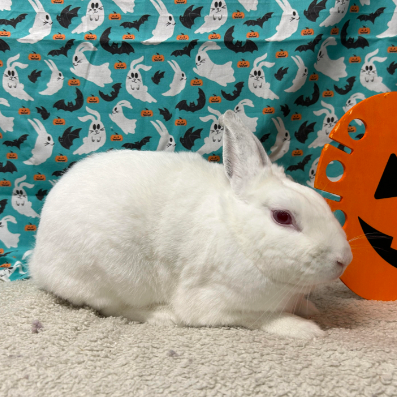 Adoptable bunnies at Rabbit Rescue Shelter