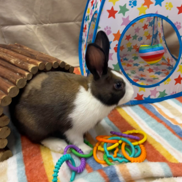 Adoptable bunnies at Rabbit Rescue Shelter