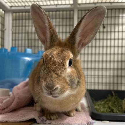 Adoptable bunnies at Rabbit Rescue Shelter