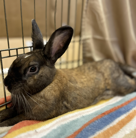 Adoptable bunnies at Rabbit Rescue Shelter