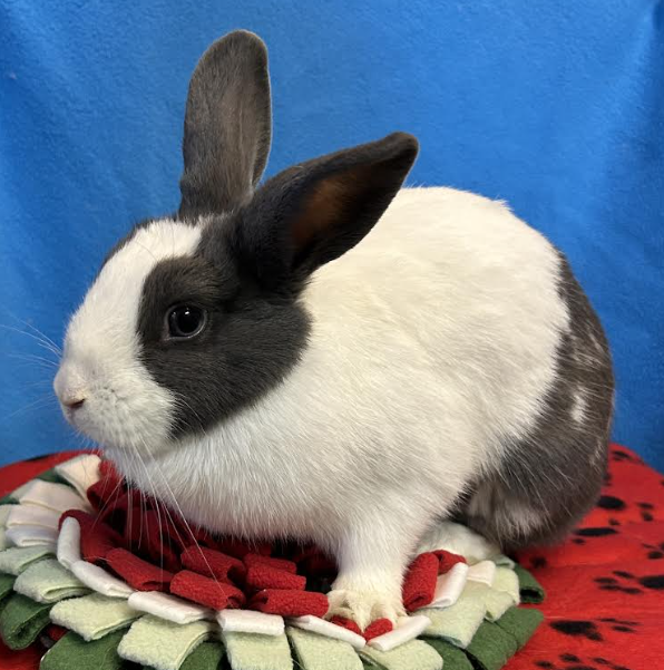 Adoptable bunnies at Rabbit Rescue Shelter