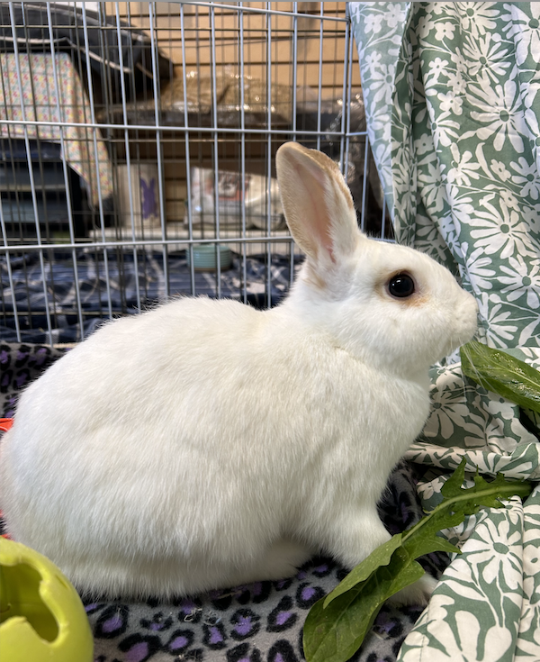Adoptable bunnies at Rabbit Rescue Shelter