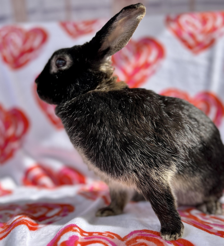 Adoptable bunnies at Rabbit Rescue Shelter