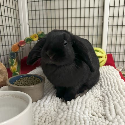 Adoptable bunnies at Rabbit Rescue Shelter