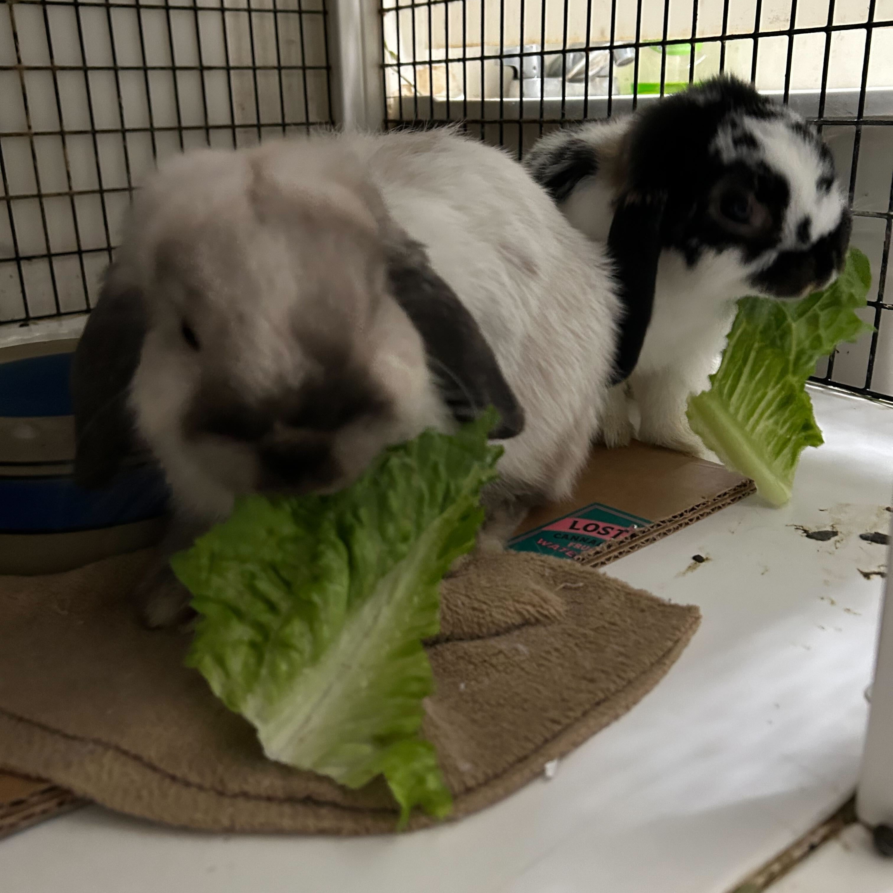 Adoptable bunnies at Rabbit Rescue Shelter