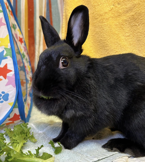 Adoptable bunnies at Rabbit Rescue Shelter