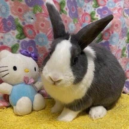 Adoptable bunnies at Rabbit Rescue Shelter
