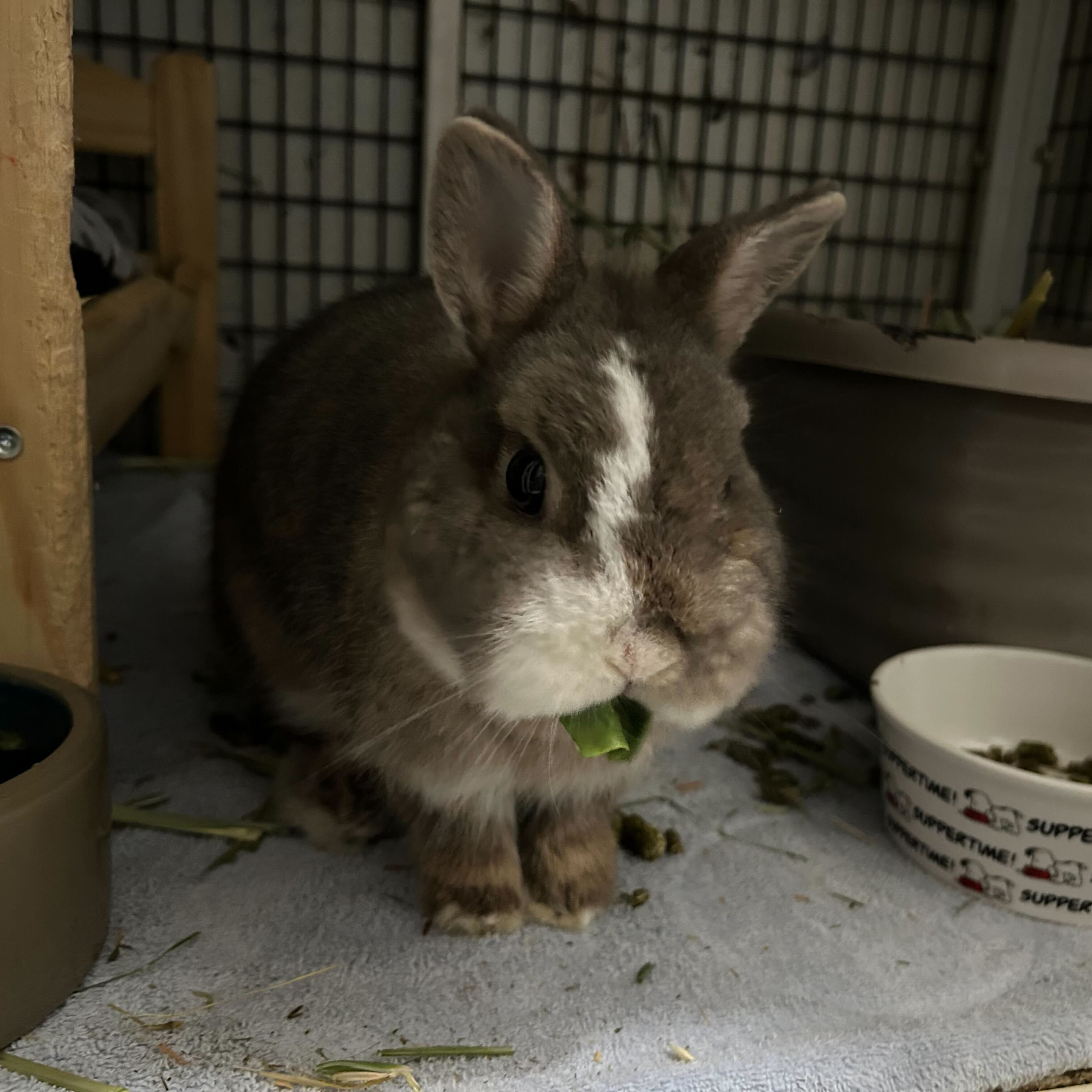 Recent adoptions from Rabbit Rescue Shelter