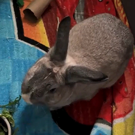 Adoptable bunnies at Rabbit Rescue Shelter