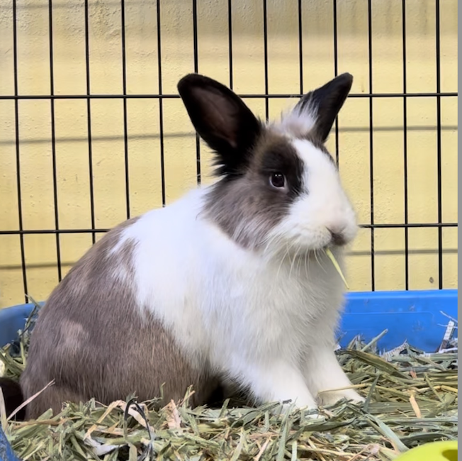 Adoptable bunnies at Rabbit Rescue Shelter