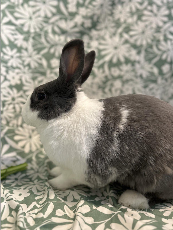 Adoptable bunnies at Rabbit Rescue Shelter
