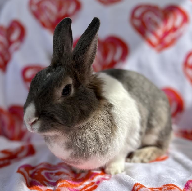 Adoptable bunnies at Rabbit Rescue Shelter