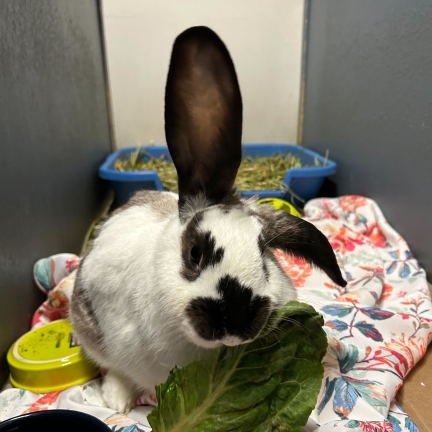 Adoptable bunnies at Rabbit Rescue Shelter