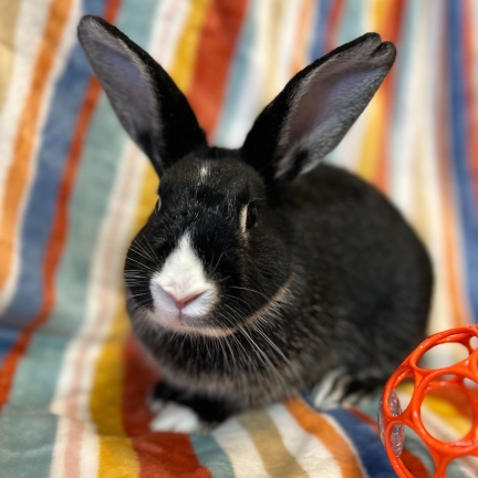 Adoptable bunnies at Rabbit Rescue Shelter