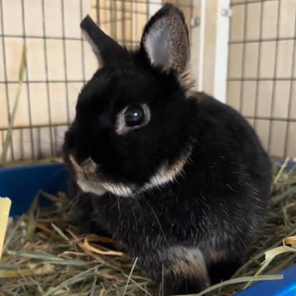 Adoptable bunnies at Rabbit Rescue Shelter