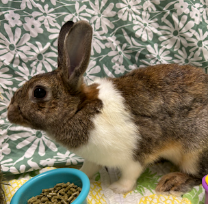 Adoptable bunnies at Rabbit Rescue Shelter