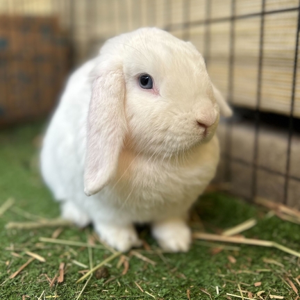 Adoptable bunnies at Rabbit Rescue Shelter