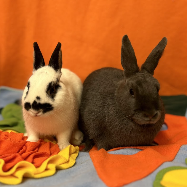 Adoptable bunnies at Rabbit Rescue Shelter