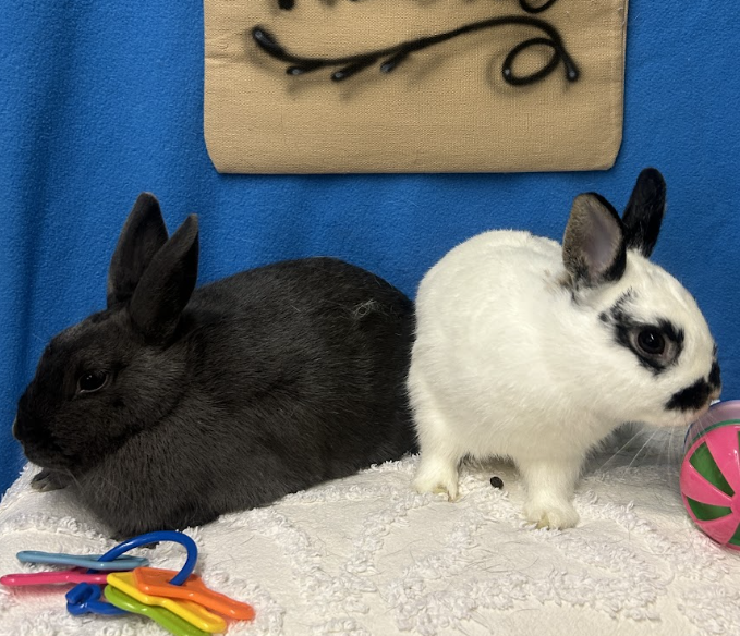 Adoptable bunnies at Rabbit Rescue Shelter