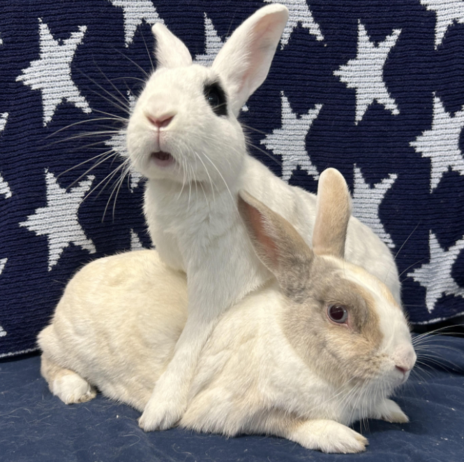 Adoptable bunnies at Rabbit Rescue Shelter