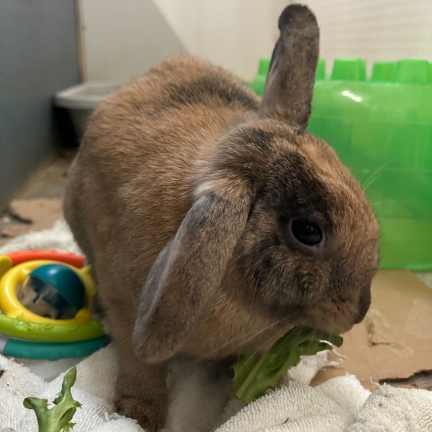 Adoptable bunnies at Rabbit Rescue Shelter