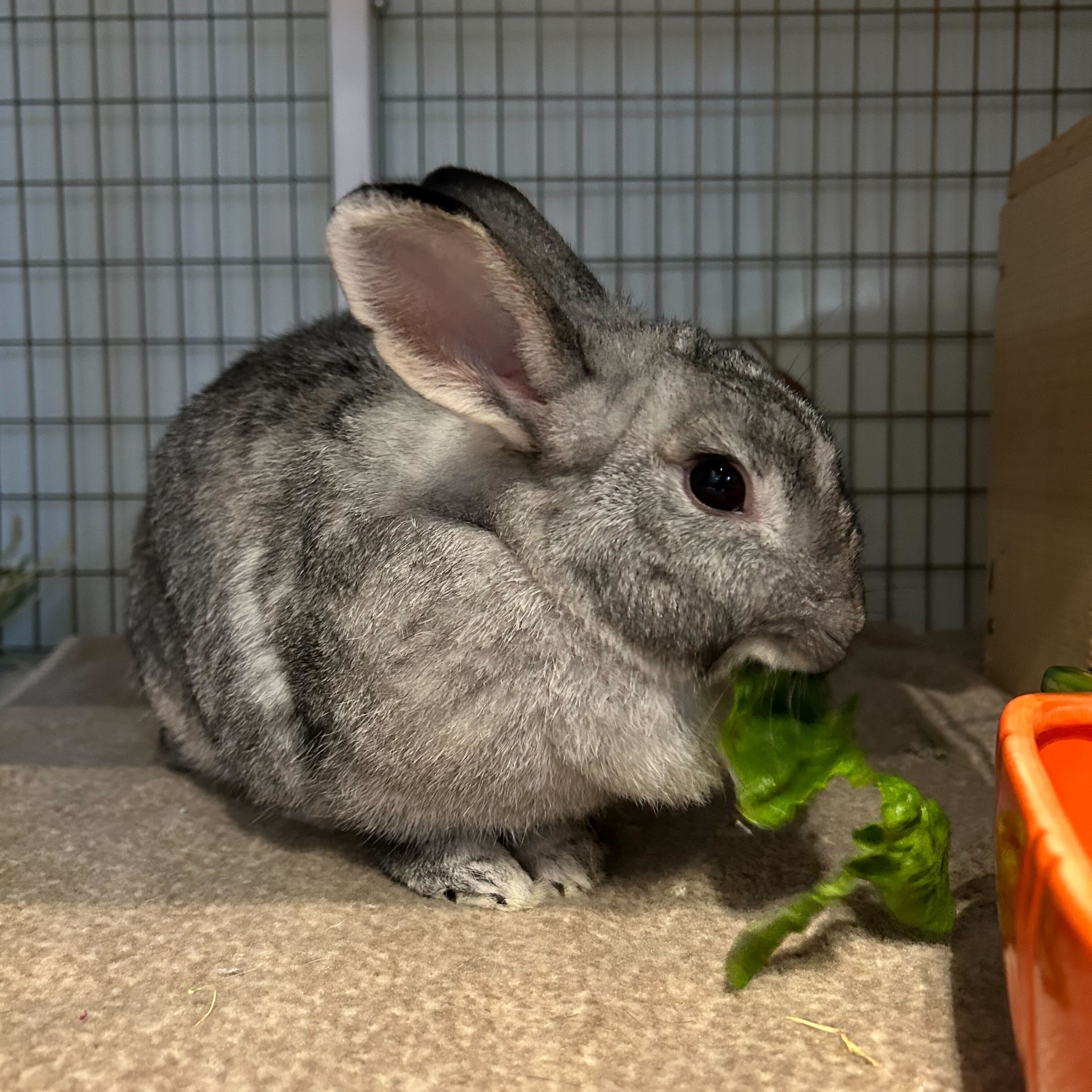 Adoptable bunnies at Rabbit Rescue Shelter
