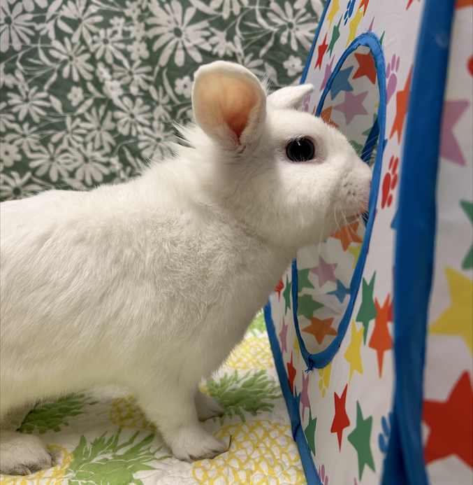 Adoptable bunnies at Rabbit Rescue Shelter