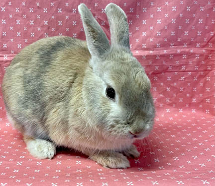 Adoptable bunnies at Rabbit Rescue Shelter
