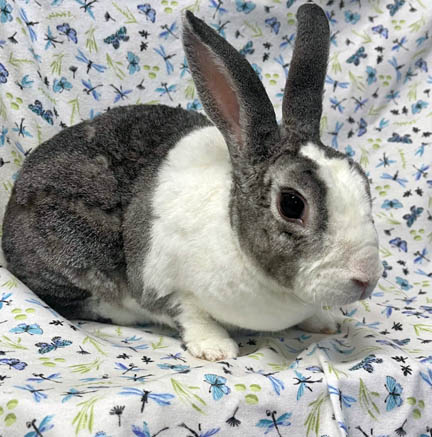 Adoptable bunnies at Rabbit Rescue Shelter