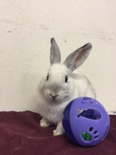 Adoptable bunnies at Rabbit Rescue Shelter