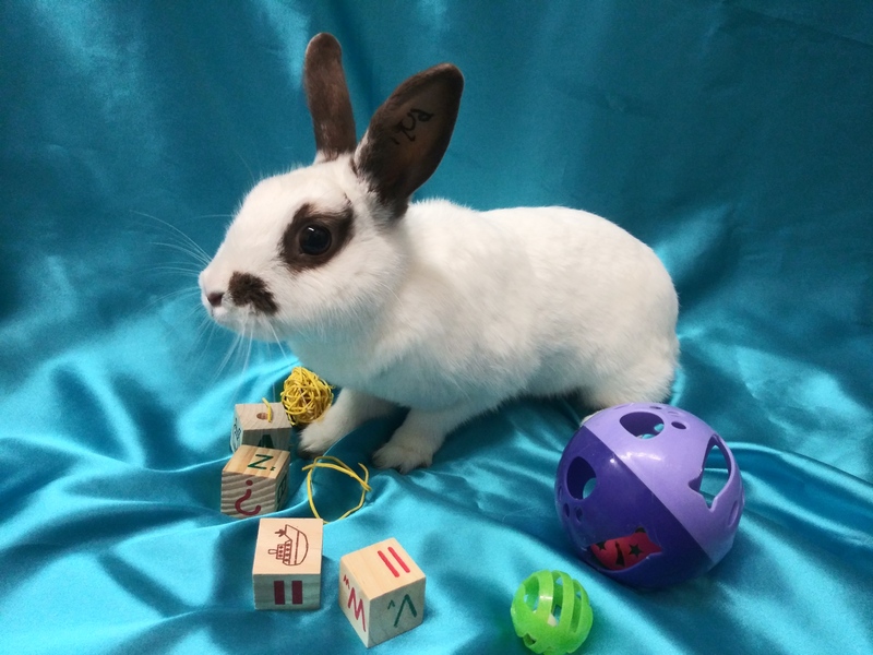 Adoptable bunnies at Rabbit Rescue Shelter